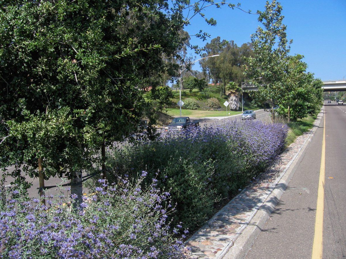 Balboa Avenue - Environs Landscape Architecture Inc.